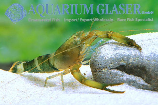 Macrobrachium agwi Candy Shrimp - Aquarium Glaser GmbH