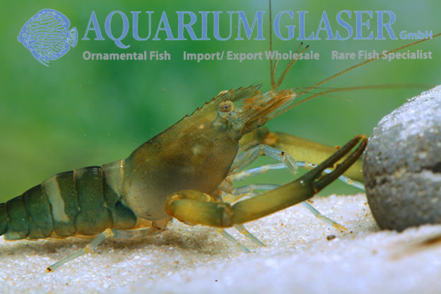 Macrobrachium agwi Candy Shrimp - Aquarium Glaser GmbH