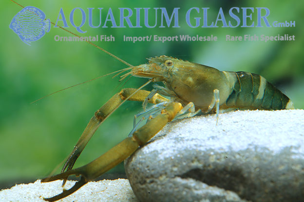 Macrobrachium agwi Candy Shrimp - Aquarium Glaser GmbH