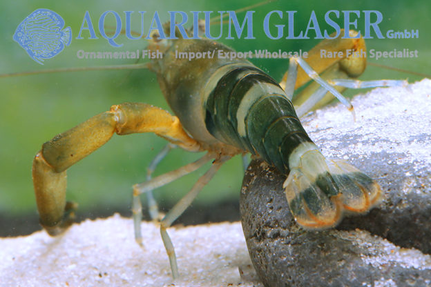 Macrobrachium agwi Candy Shrimp - Aquarium Glaser GmbH