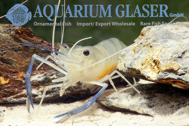 Macrobrachium rosenbergii - Aquarium Glaser GmbH