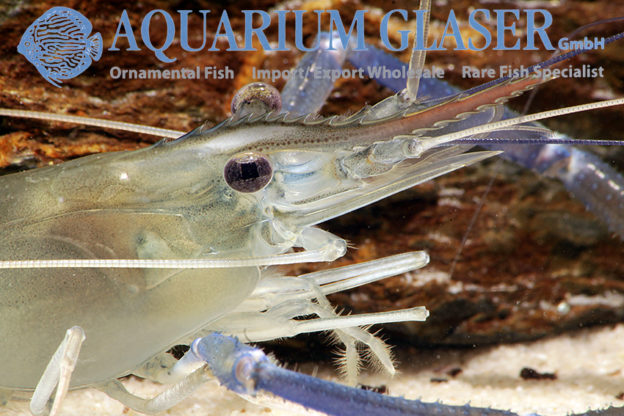 Macrobrachium rosenbergii - Aquarium Glaser GmbH