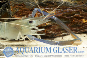 Macrobrachium rosenbergii - Aquarium Glaser GmbH
