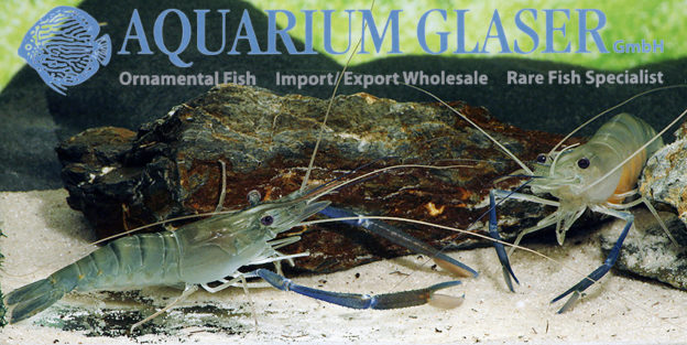 Macrobrachium rosenbergii - Aquarium Glaser GmbH