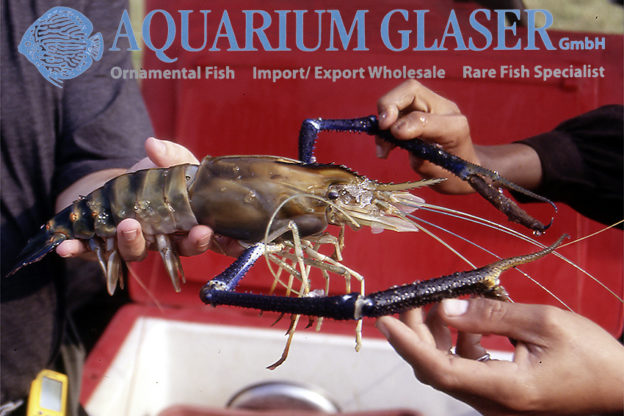 Macrobrachium rosenbergii - Aquarium Glaser GmbH