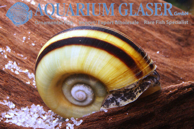 Marisa cornuarietis - Aquarium Glaser GmbH