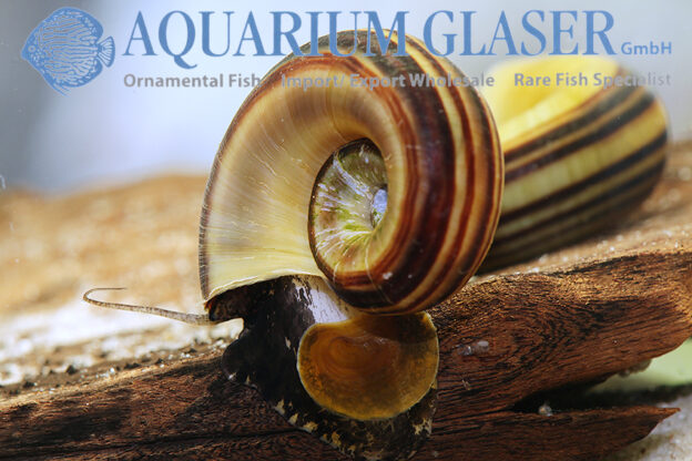 Marisa cornuarietis - Aquarium Glaser GmbH