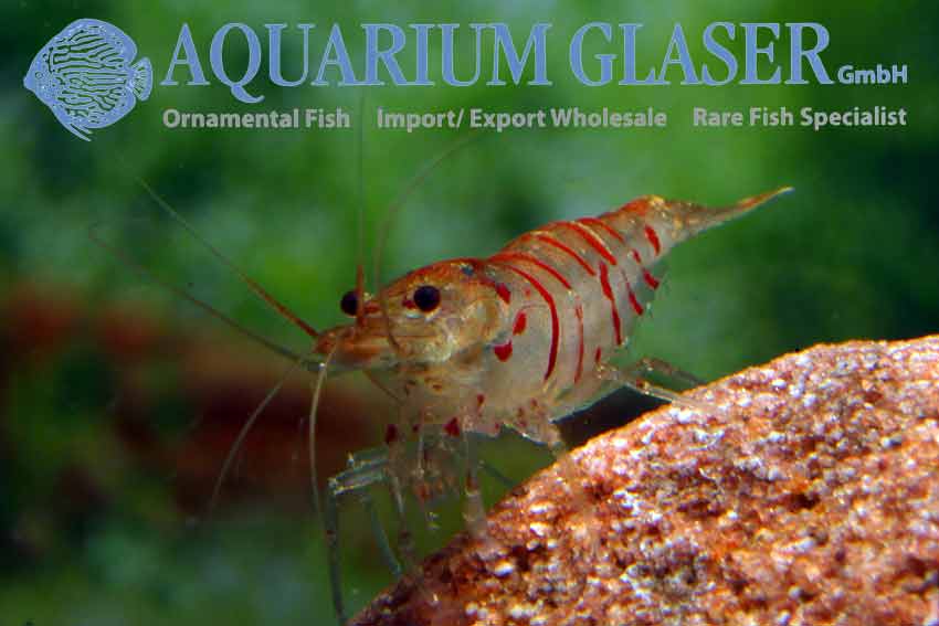 Dwarf Shrimp Red Tiger - Aquarium Glaser GmbH