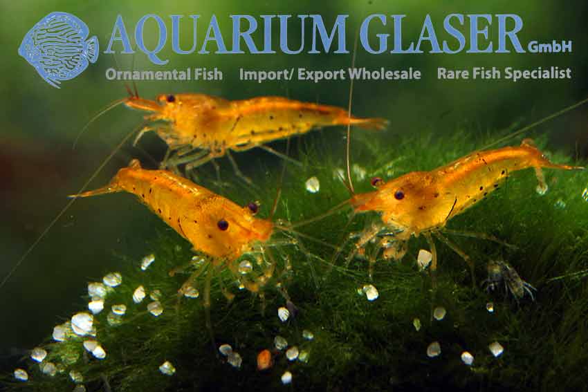 Neocaridina sp. Golden Tiger - Aquarium Glaser GmbH