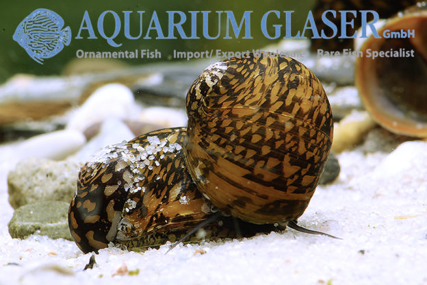 Neritodryas cornea - Aquarium Glaser GmbH