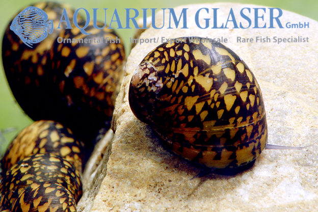 Neritodryas cornea - Aquarium Glaser GmbH
