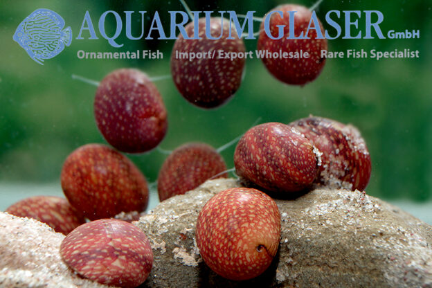 Clithon sowerbianum “Pink Lady” - Aquarium Glaser GmbH