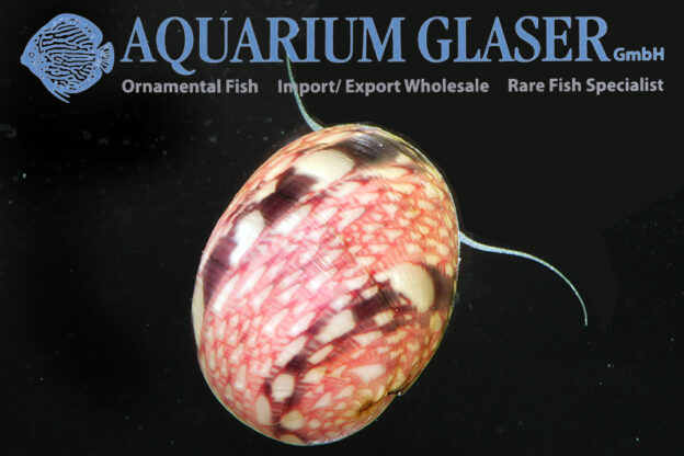 Clithon sowerbianum “Pink Lady” - Aquarium Glaser GmbH