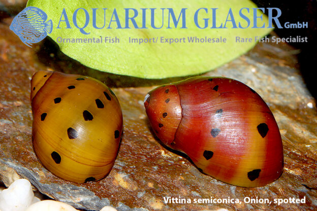 Vittina turrita and V. semiconica - Aquarium Glaser GmbH