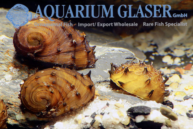 Neritina juttingae - Aquarium Glaser GmbH