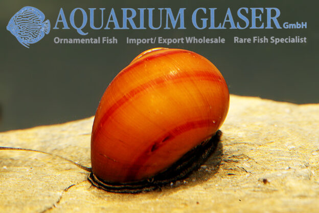 Vittina waigiensis - Aquarium Glaser GmbH