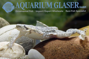 Pipa parva - Aquarium Glaser GmbH