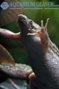 Pipa parva - Aquarium Glaser GmbH