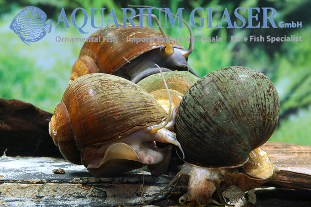 Pila ampullacea - Aquarium Glaser GmbH