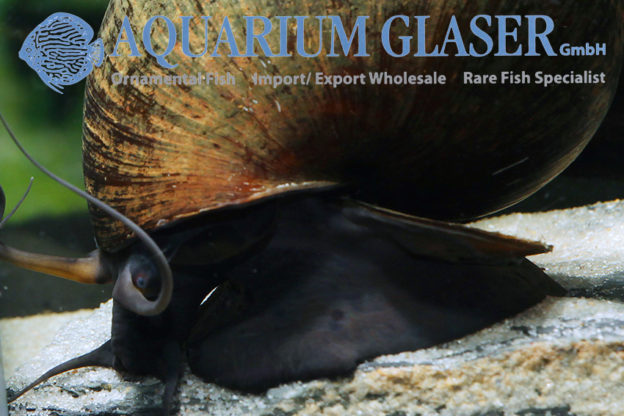 31. Crayfishes, Shrimps, Crabs, Snails, Mussels - Aquarium Glaser GmbH