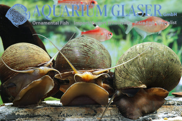 31. Crayfishes, Shrimps, Crabs, Snails, Mussels - Aquarium Glaser GmbH