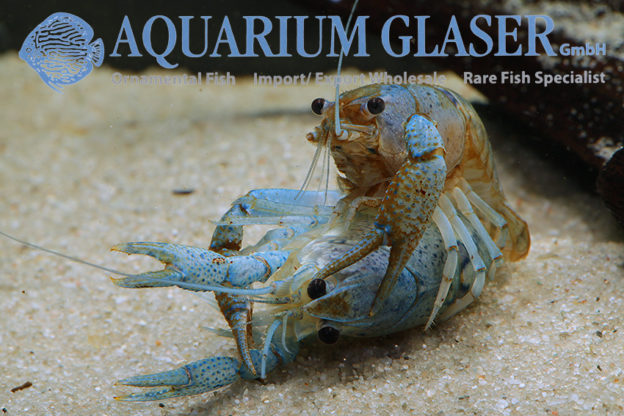 Procambarus alleni - Aquarium Glaser GmbH
