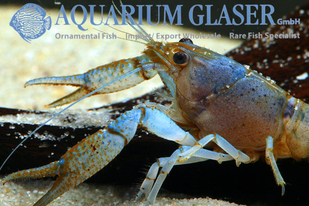Procambarus alleni - Aquarium Glaser GmbH