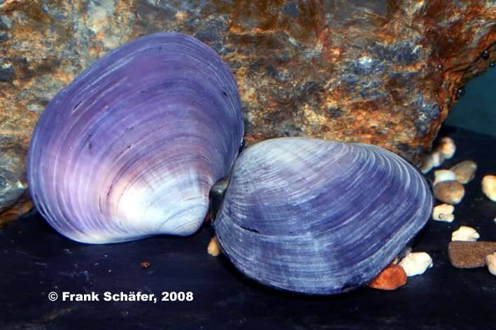 NEW NEW NEW: neon blue clams! - Aquarium Glaser GmbH