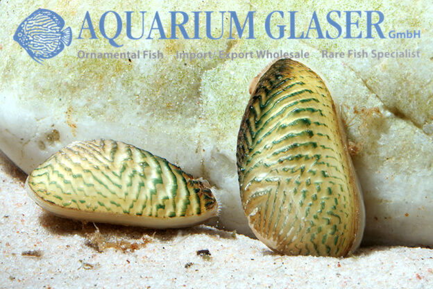 Scabies crispata - Aquarium Glaser GmbH