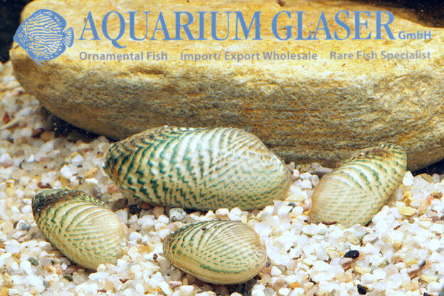 Scabies crispata - Aquarium Glaser GmbH