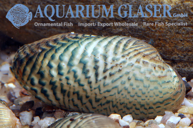 Scabies crispata - Aquarium Glaser GmbH