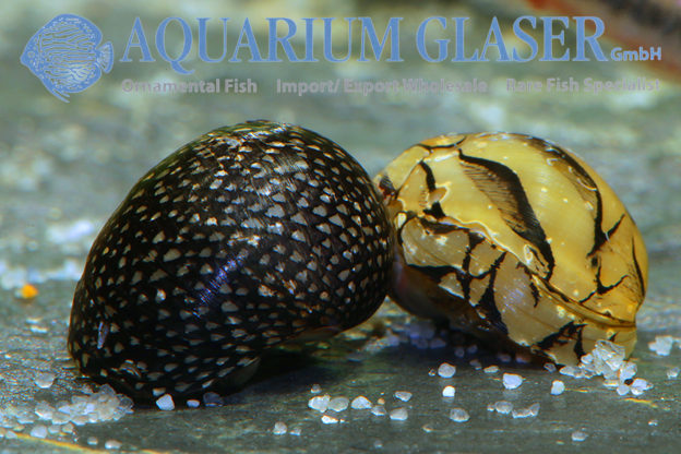 Vitta virginea ( = Neritina virginea) - Aquarium Glaser GmbH