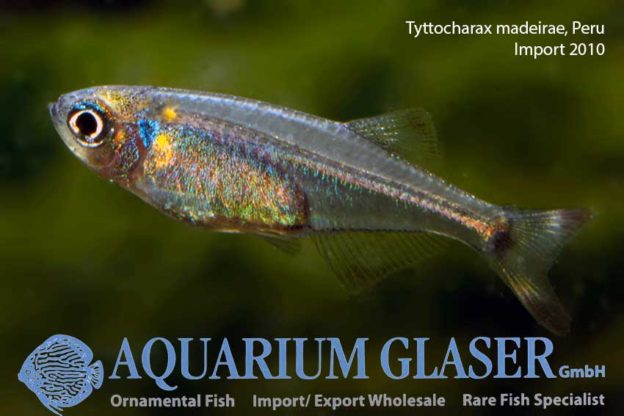 Dwarf Tetras from Peru 2: Tyttocharax cochui - Aquarium Glaser GmbH