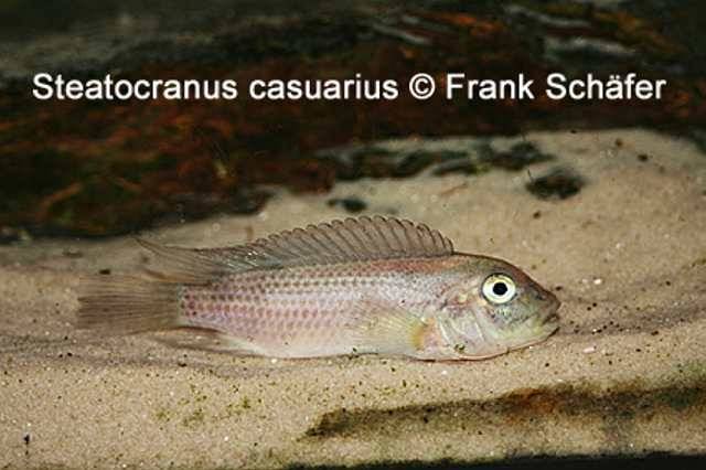 Steatocranus Casuarius