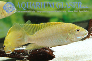 Coptodon gutturosus - Aquarium Glaser GmbH