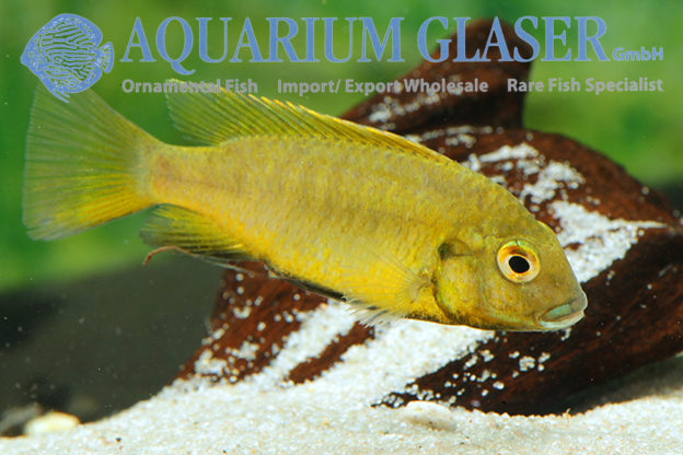 Coptodon gutturosus - Aquarium Glaser GmbH
