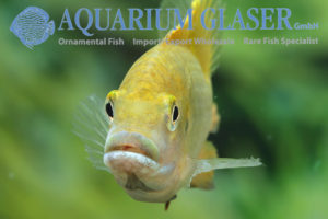 Coptodon gutturosus - Aquarium Glaser GmbH