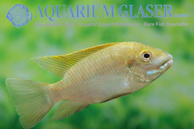 Coptodon gutturosus - Aquarium Glaser GmbH