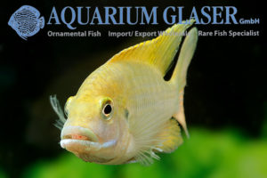 Coptodon gutturosus - Aquarium Glaser GmbH