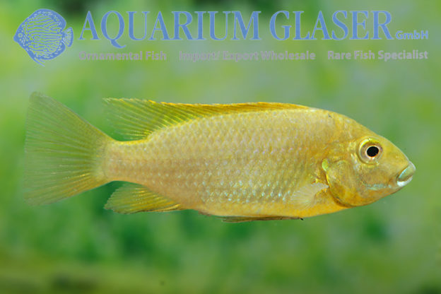 25c. Perchlike fishes (3): Remaining cichlids from Africa - Aquarium ...