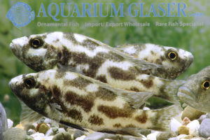 Nimbochromis livingstonii - Aquarium Glaser GmbH