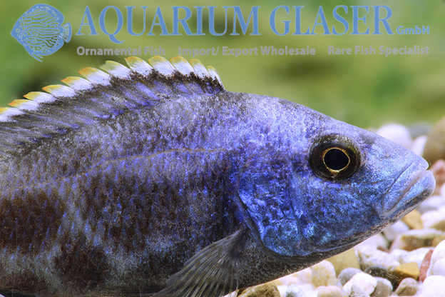Nimbochromis livingstonii - Aquarium Glaser GmbH