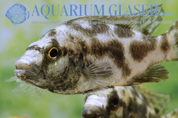 Nimbochromis livingstonii - Aquarium Glaser GmbH