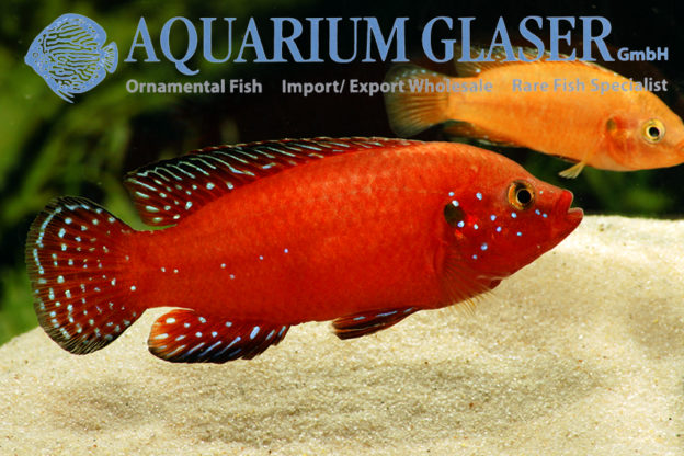 Hemichromis exsul - Aquarium Glaser GmbH