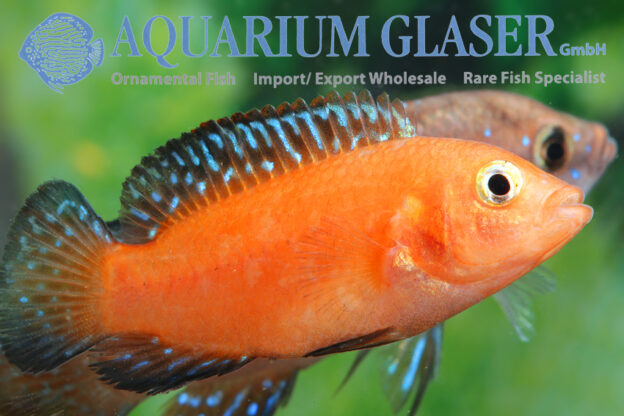 Rubricatochromis exsul ( = Hemichromis exsul) - Aquarium Glaser GmbH