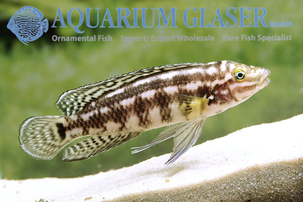 Julidochromis marlieri - Aquarium Glaser GmbH