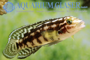 Julidochromis marlieri - Aquarium Glaser GmbH