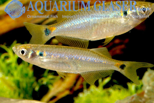 Chela laubuca - Aquarium Glaser GmbH