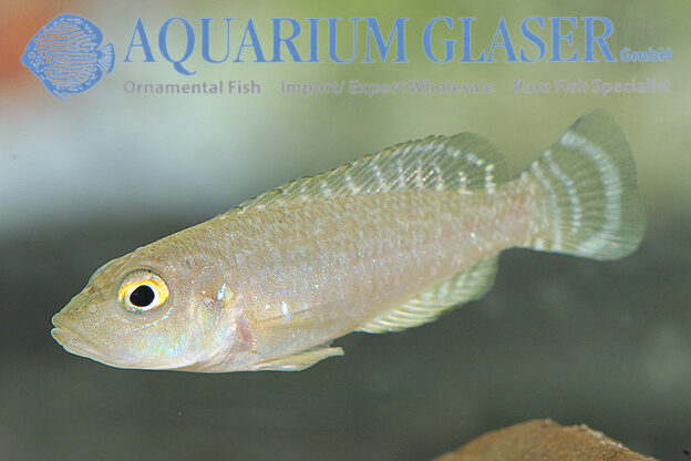 Neolamprologus callipterus - Aquarium Glaser GmbH