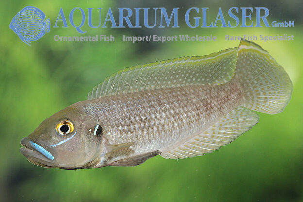 Neolamprologus callipterus - Aquarium Glaser GmbH